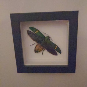 Cicada.tacua Speciosa Real Specimen - Etsy