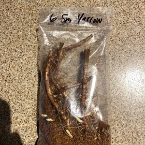Oca Seed Tubers / Root for Planting Uqa, New Zealand Yam Organic oxalis ...
