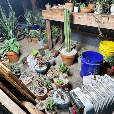 Blue Glow Agave 3 Gallon Live Succulent Plant Cactus Indoor Plant ...