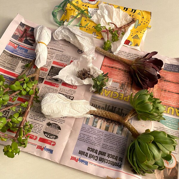 Aloe Donnie Bright Star Sukkulenten Pflanze gut verwurzelt seltene Aloe ...