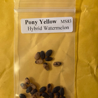 1/8-OZ 650 ETHIOPIAN MUSTARD Seeds African Kale Abyssinian Mustard ...