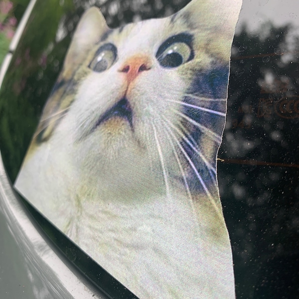 Scaredy Cat Sticker, Cat Sticker, Cat, Kitty, Cat Gift, Kitty Gift ...