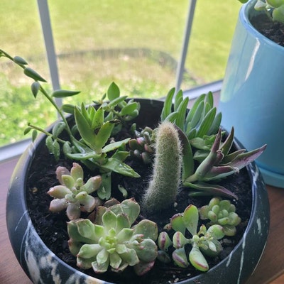 String of Little Pickles, Othonna Capensis ruby Necklace in 2 Inches ...