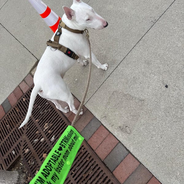 Dog Leash Wrap, Leash Sleeve Do Not Pet, Stop Do Not Pet Dog Harness ...