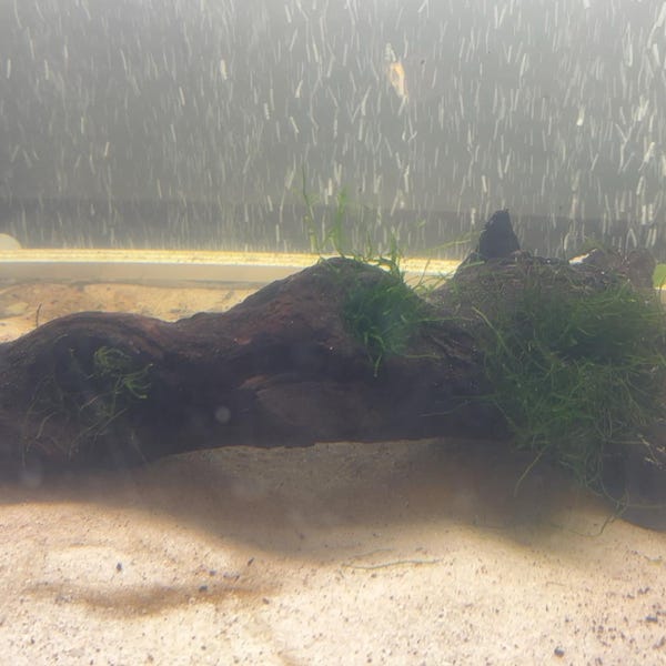 40+ Giant Duckweed, Spirodela Polyrhiza Livefloating Plants for Pond ...