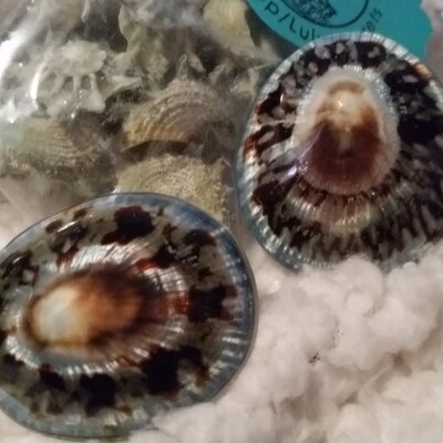 Astraea Calcar Shells, Spurred Turban Shells 1/2 1 10 Pieces - Etsy