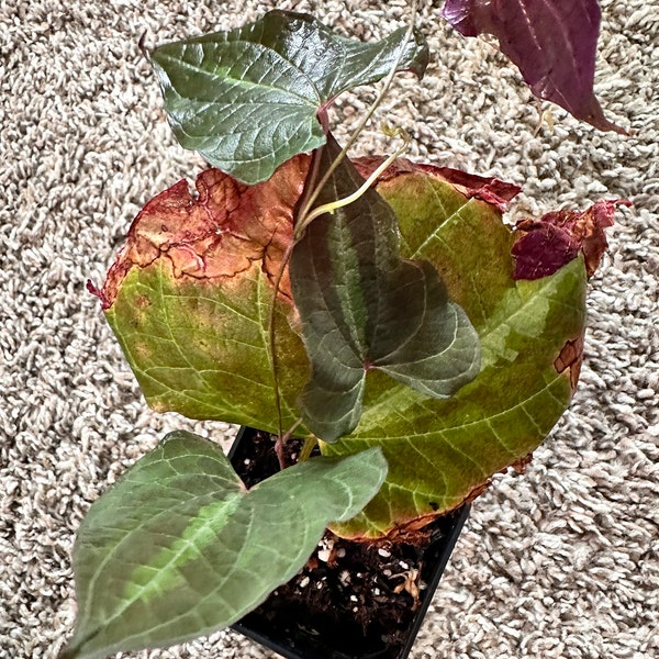 Dioscorea Discolor: Variegated Ornamental Yam Vine, 2.5 Inch Pot - Etsy
