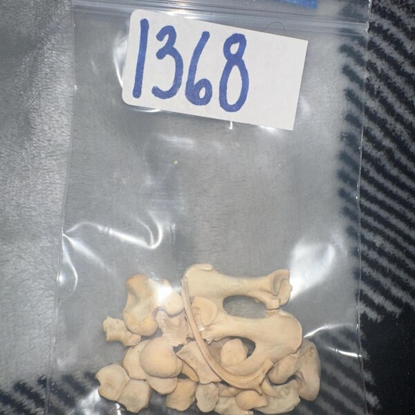 Deathtaxusa 78 SCRAPS Venomous Timber Rattlesnake Rattler Serpent Skin ...