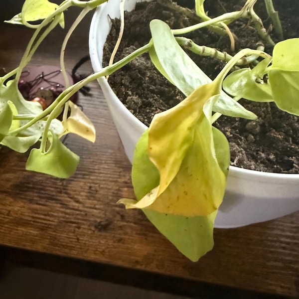 LIVE 4” Pot Syngonium Nephthytis / White Butterfly, Arrowhead Plant ...