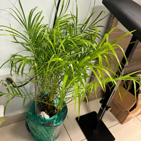 Pygmy Date Palm, Robillini Palm, Dwarf Palm. Established 3 Gallon ... Pygmy Date Palm, Robillini Palm, Dwarf Palm. Established 3 Gallon ...