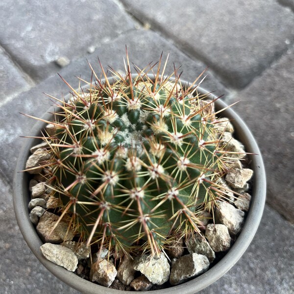 Powder Puff Pincushion Cactus Plant, Fully Rooted, Mammillaria Bocasana ...