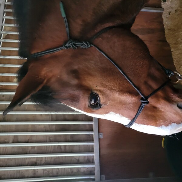 18ft Driving Line Black Horse Rope Lunge Line Gift for Horse Owner ...