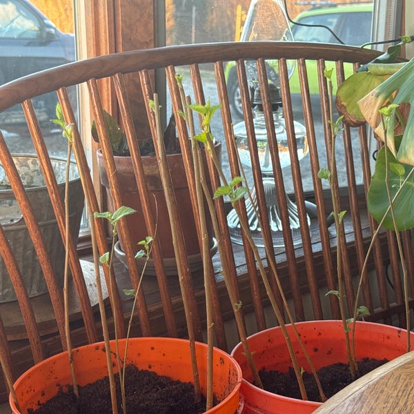 Chinese Elm Quart Container - Etsy