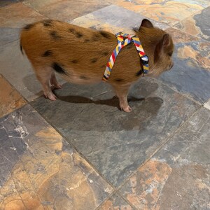 Cotton Mini Pig Harness You Choose Fabric - Etsy