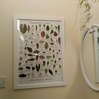 Chilli Pepper Art Print, Peppers Wall Chart, Peppers Print, Food ...