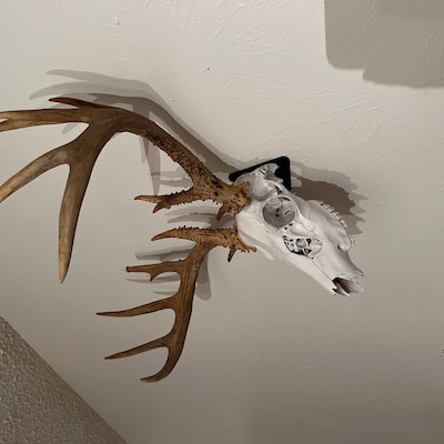 Eurohanger Skull Hanger Mount Bracket Deer Antelope Bear - Etsy