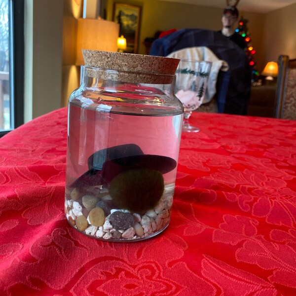 DNA Houseplant Trellis Simple Double Helix Lasercut Wooden Trellis ...