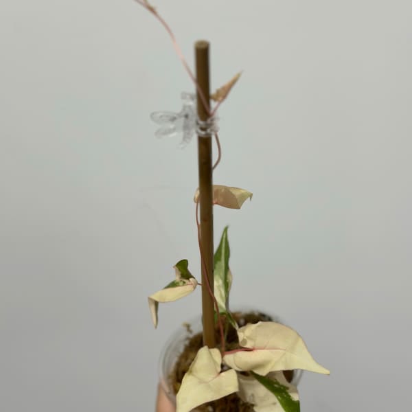 Fallopia Multiflora Variegated; Albo Reynoutria - Exact Plant; Multiple ...