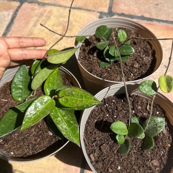 Mican Philodendron | Velvet Leaf Philo | Indoor & Outdoor Live Tropical ...