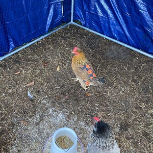 Mermaid Chicken Tutu | Etsy