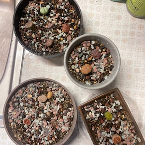 5-10-15pc Lithops Living Stones .rare Succulents.each Plant Size 0.5-0 ...