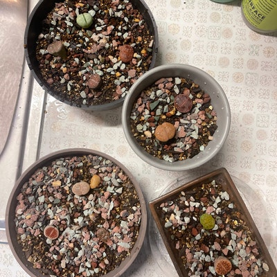 5-10-15pc Lithops Living Stones .rare Succulents.each Plant Size 0.5-0 ...