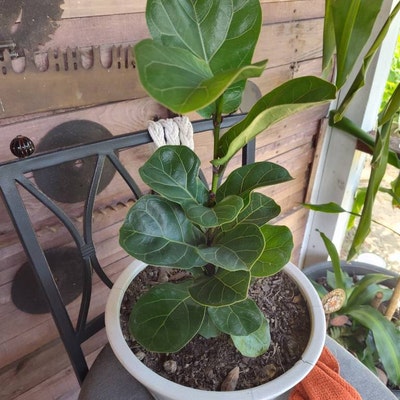 6 Ficus Lyrata Fiddle Leaf Fig LIVE PLANT Growers Pot House Plant ...