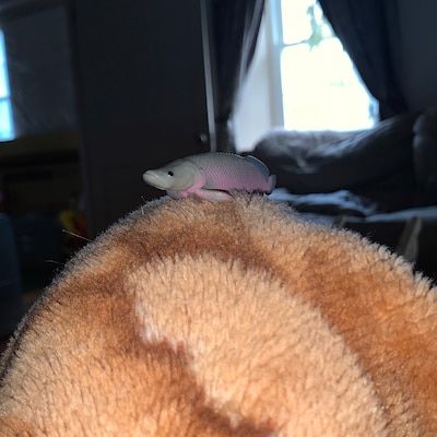 MINIATURE Arapaima Freshwater Fish Animals Figures Figurine Dollhouse ...