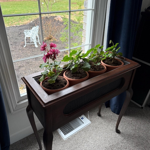 Moss Rose Plant (portulaca Grandiflora)( Ice Plant Succulent) Trailing ...