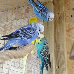 Various Sizes Natural Wood Perch Ledge Platform Shelf Walkway - Etsy