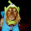 Alien Dog Costume, Toy Story Alien Dog Outfit, Halloween Dog Outfit ...