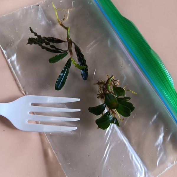 2 Bucephalandra Micro Plants! Live Aquarium Plants! Free S/h!! Live ...