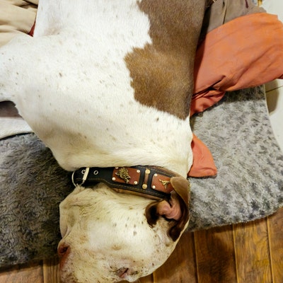 Bestia™ Genuine Leather hektor Harness. Rivet Design. Soft Padded With ...