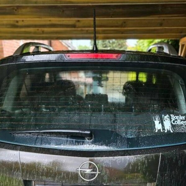 Cane Corso on Board - Car Window Sticker - Beware of the Dog Italian ...