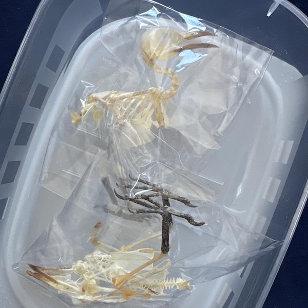 Brown Rat Skull (rattus Norvegicus) Genuine Skull. Rodent. Rat. Bones ...
