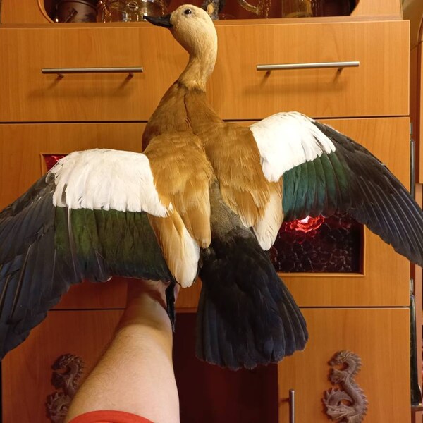 Silver Fox vulpes Vulpes Taxidermy Wall Mount Life Size8 - Etsy