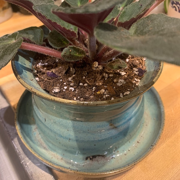 SMALL African Violet Pot, Made to Order Small/starter Self Watering ...