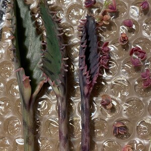 RARE Red Horn HUMMEL Jade Crassula Succulent Cutting 2 | Etsy