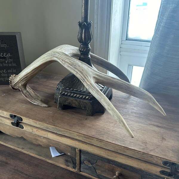 Natural Mule Deer Antlers. FRESH Finds, ANY SIZE. Crafting. Decor ...