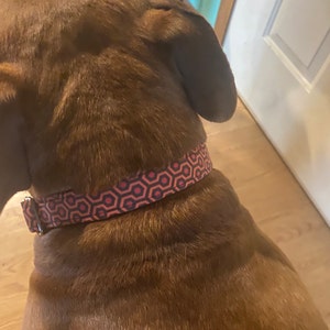 Redrum Stylish Shining Halloween Dog Collar - Etsy