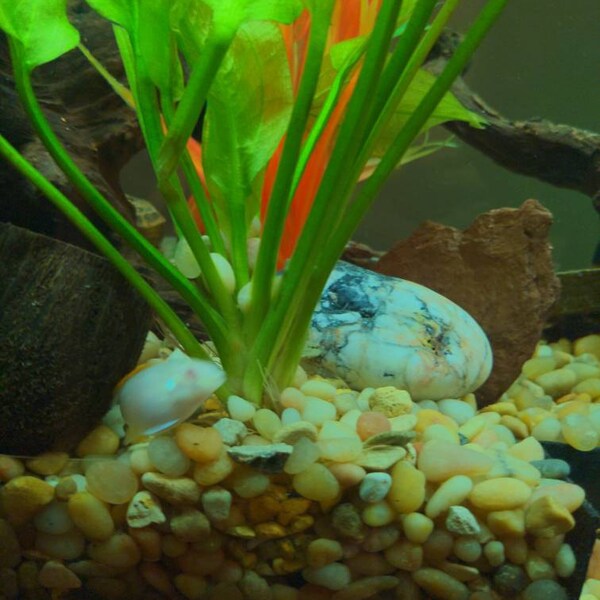 Aquarium Plant Holder (stacked Stones) - Etsy