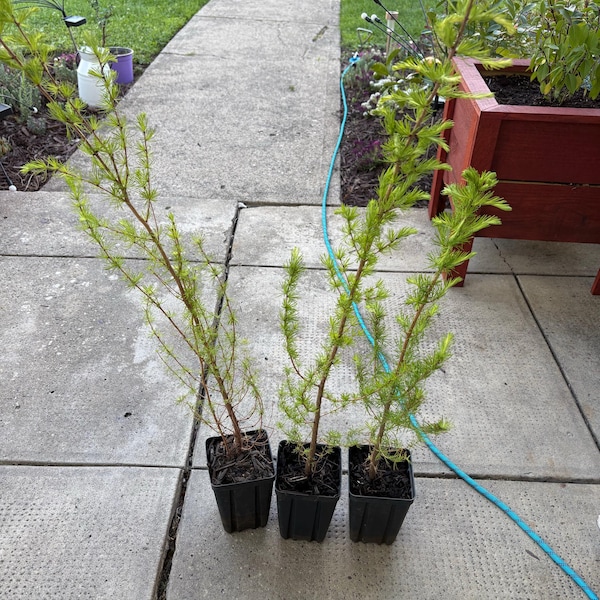 Western Larch Tree in Small Nursery Pot. Larix Occidentalis. Western ...