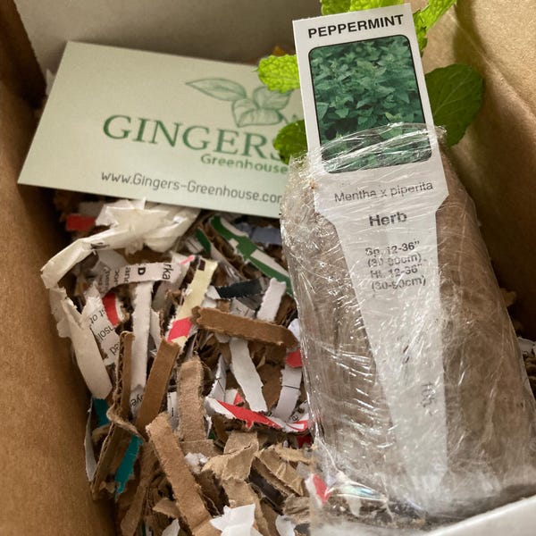 Sage Nazareth - Etsy