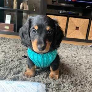 Bearded Dragon Sweaters Hamster Clothes Hamster Sweater | Etsy