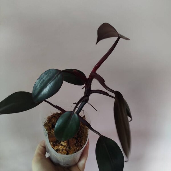 Copper Electroformed Sycamore Leaf. Copper Plated Leaf. Turning Real ...