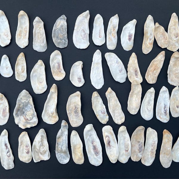 Oyster Shell Cluster, Beach Decor, Beach Wedding, Nautical Theme, Home ...