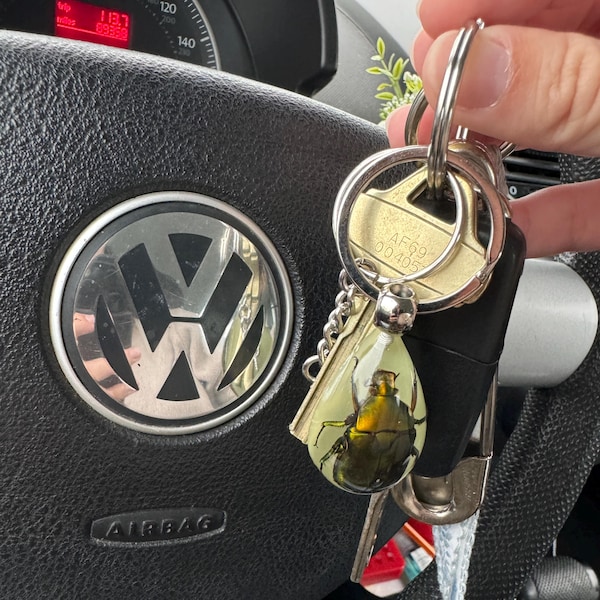 REAL Bug Keychains - Scorpions, Beetles, Spiders - Taxidermy Key Ring ...