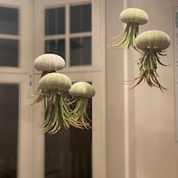 Wunderschöne große natürliche Seeigelschale Luftpflanzenhalter 5,5cm ...