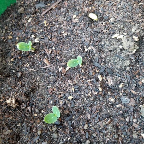 10 Heirloom Wisconsin Pickling Cucumber Seeds Non GMO - Grown in USA ...