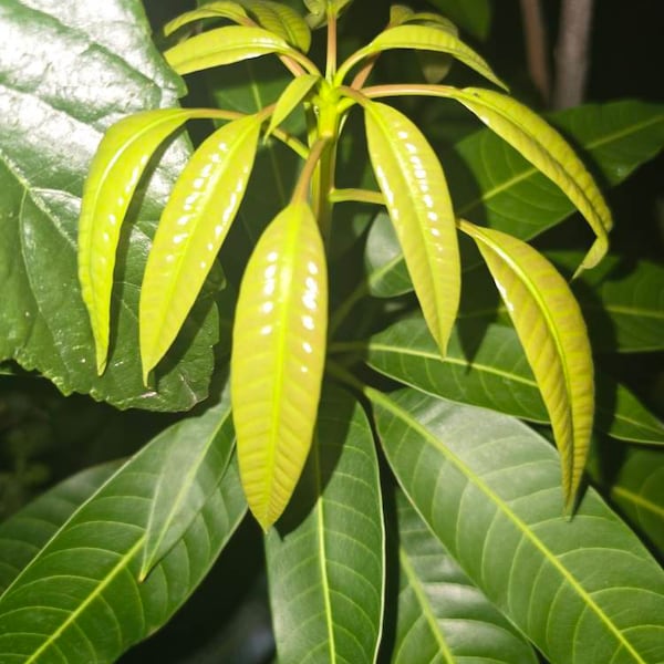 Extremely Rare Corypha Umbraculifera talipot Palm - Etsy